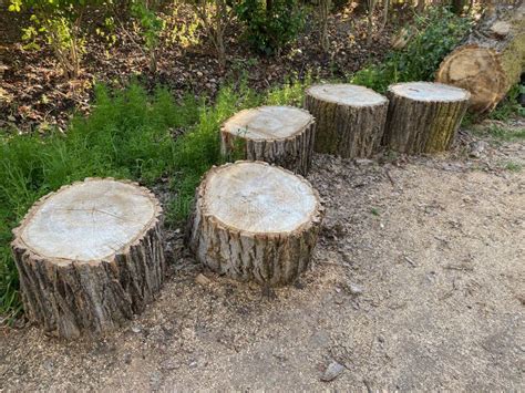 Cut Pieces Of Tree Trunk Stock Photo Image Of Lying