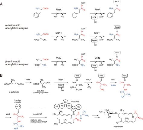 The Crystal Structure Of The Adenylation Enzyme Vinn Reveals A Unique β Amino Acid Recognition