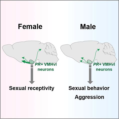 Sexually Dimorphic Neurons In The Ventromedial Hypothalamus Govern
