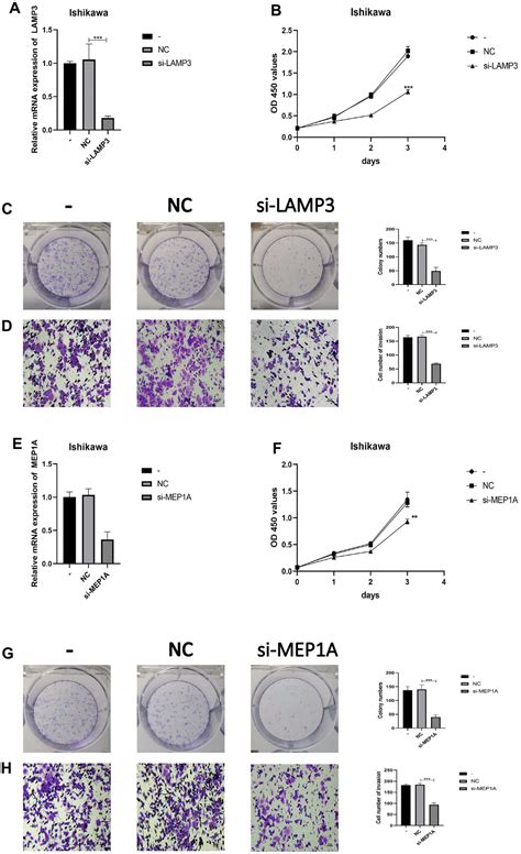 A Novel Predictive Model Based On Inflammatory Response Related Genes