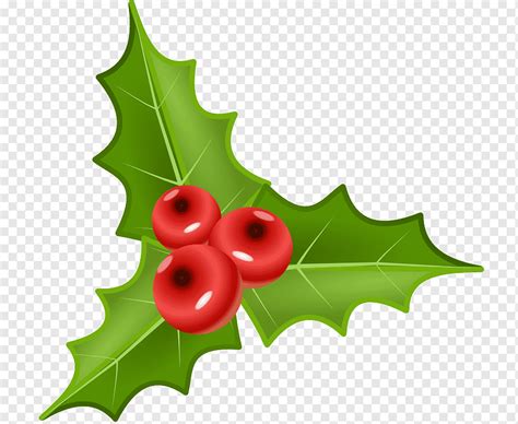 베리 공통 홀리 미 슬 토 클립 아트 투명한 겨우살이 호랑 가시 나무 Png Pngwing