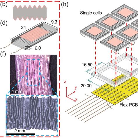 The Designs Of The Single And Multi Cell Surface Wrinkling Actuators