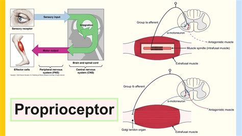 Proprioceptor Youtube
