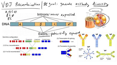 Vdj Recombination How Our Adaptive Immune System Creates Antibody Diversity Youtube