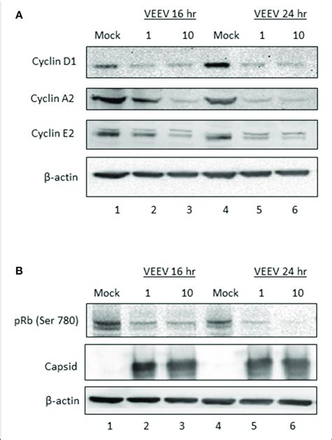 Cyclin Protein Expression And Rb Phosphorylation Are Decreased Download Scientific Diagram