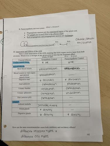module 4 unit 4 the autonomic nervous system flashcards quizlet