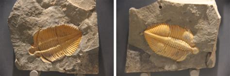 Flexi Answers How Does A Cast Fossil Differ From A Mold Fossil Ck 12 Foundation