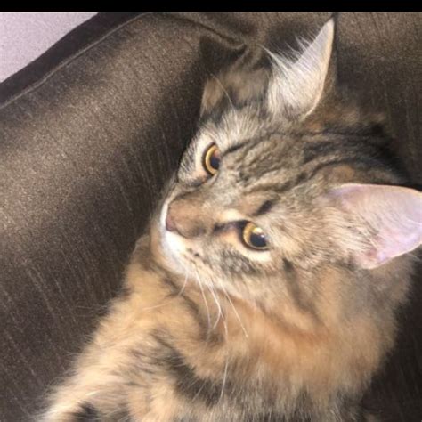 Javeria Qureshi Bahria College Karāchi Sindh Pakistan Linkedin