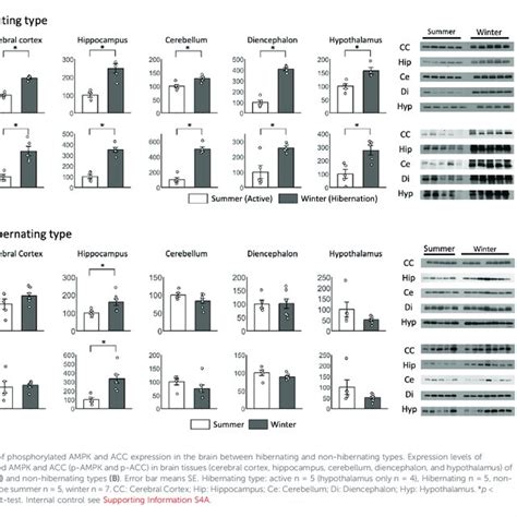 Comparison Of Hp Regulation Between Hibernating And Non Hibernating