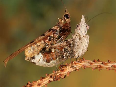 Mantodea Windy Windows Blog