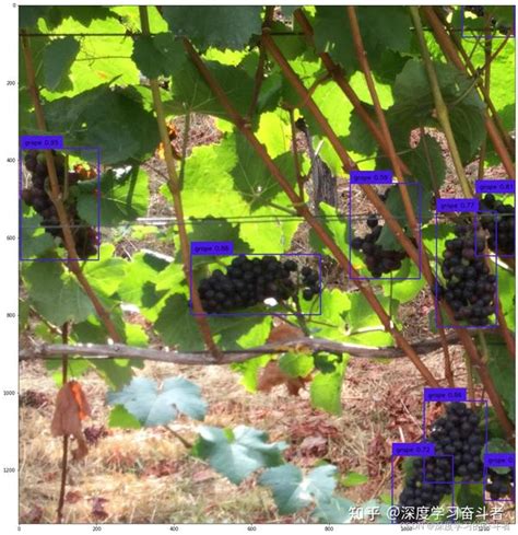 葡萄目标检测（yolov8模型，无需修改路径，python代码，解压缩后直接运行） 知乎