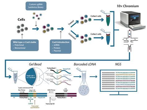 Single Cell CRISPR Screening
