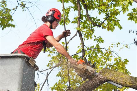 Spring Tree Care Knoxville TN JC S Tree And Landscape Service