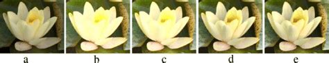 An Example Of Image From Mit Adobe Fivek Dataset A And The Output