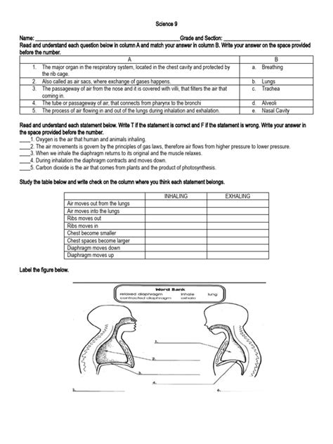 Respiratory System Quiz Pdf