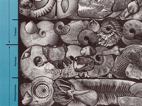 Fossils Through Time Paleontology Educational Science Chart