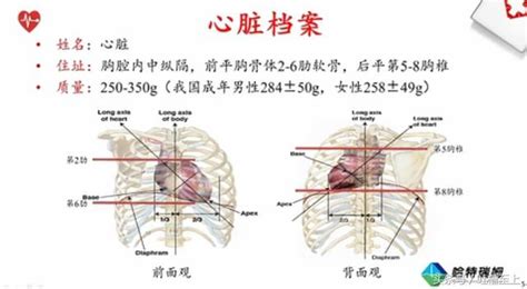 心臟的x面觀 每日頭條