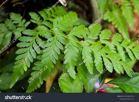 Phylum Pterophyta