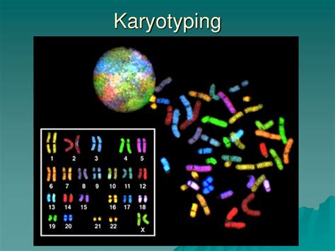Meiosis Produces Cells For Sexual Reproduction Ppt Download