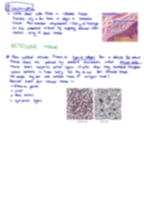 SOLUTION Nursing Histology Connective Tissue Cells Reticular Tissue Summary Studypool