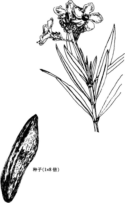 夹竹桃 宁夏园林植物种子图志