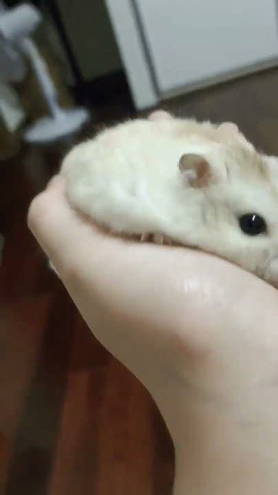 찹쌀떡 찍기귀여운햄스터무빙 Youtube