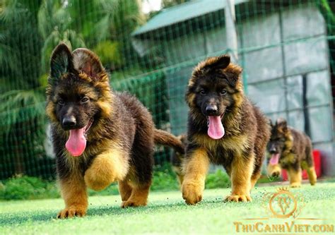 Chó Becgie đức Con 2 Tháng Tuổi