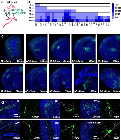 polysynaptic retrograde tracing with gt mice a a schematic