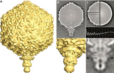 3d Reconstruction Of The Mature Virus A Surface Shaded