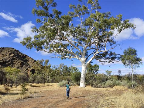 Biggest Ghost Gum This Travel Life