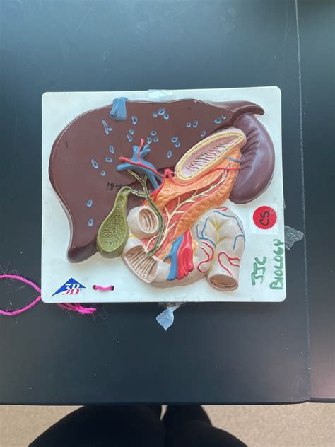 Liver Model 2 Diagram Quizlet