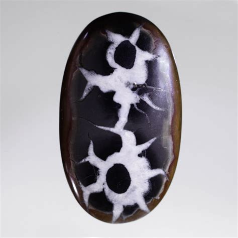 Fossilized Mud Cracks