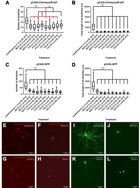 Figure 1 From Assessment Of Different Niosome Formulations For Optogenetic Applications