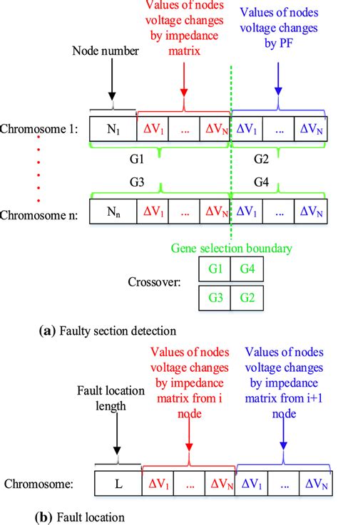 chromosome structure of a genetic algorithm for a identifying the