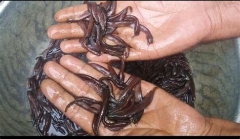 Transperent T Tilapia Fish For Farming Packaging Type Bag At ₹ 1