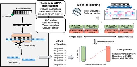 Toward Learning The Rules That Predict Sirna Efficacy Molecular