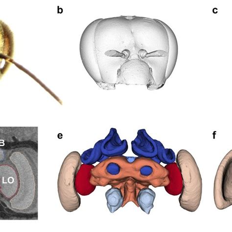 Surface Renderings Of An Example Of Ct Scanned Honey Bee Head And Download Scientific Diagram