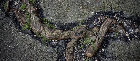 Tree Root Problems Organic Plant Care LLC Organic Lawn Plant Health Service In Hunterdon
