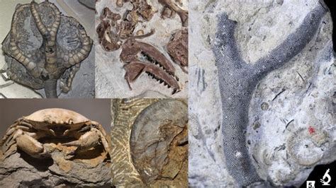 Fossils Definition Types Formation Dating Examples Biology Notes Online