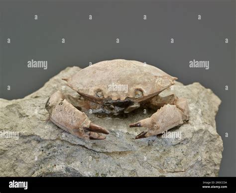 Crab Fossil From Italy Natural Science Collection Palaeontology Stock Photo Alamy