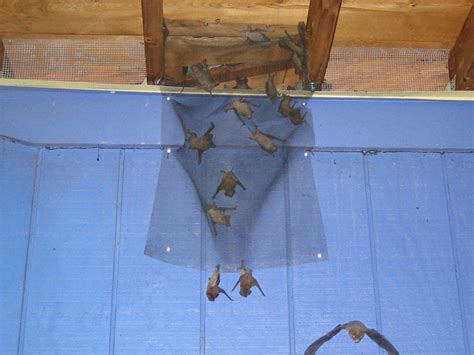 Instructions On How To Get Bats Out Of Buildings
