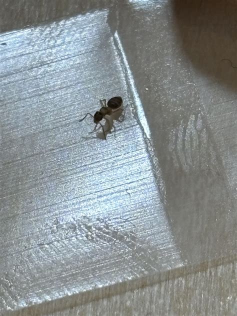 Termite Vs Ant Rentomology