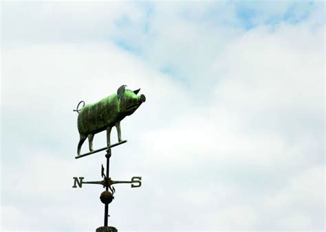 Cūkas Tiešām Sākušas Lidot Lidmašīnas Patērē Pārāk Daudz Cūku Tauku