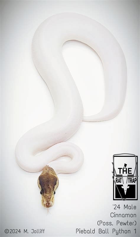Ball Python The Rat Trap Farm