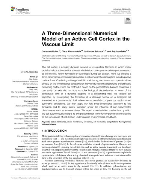 pdf a three dimensional numerical model of an active cell cortex in