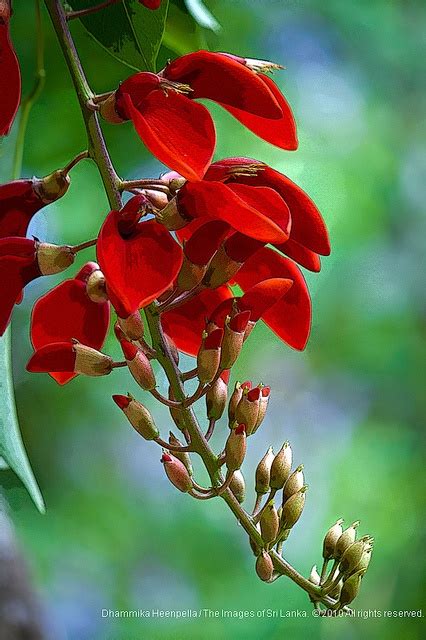 Flowers Phone Wallpaper Photo Frame