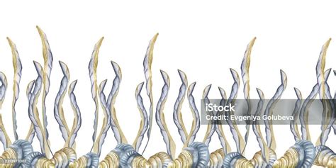 수중 완벽 한 테두리와 수채화 껍질과 해초 삽화를 단색으로 표현합니다 손으로 그린 파란색과 베이지 색 바다 녹지 배경 포장 섬유 패브릭 디자인 게에 대한 스톡 벡터 아트 및