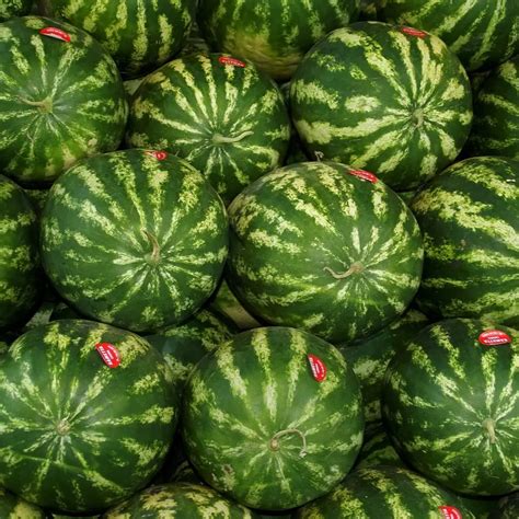 수박 고르는 법 단계별 8가지 방법 총정리