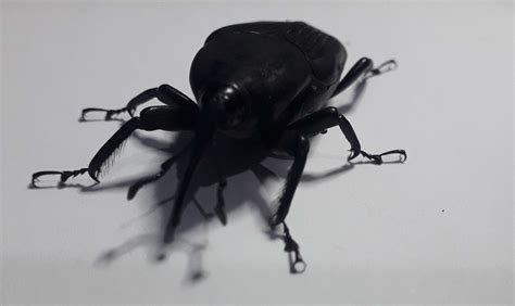 Cute Weevil Rweeviltime