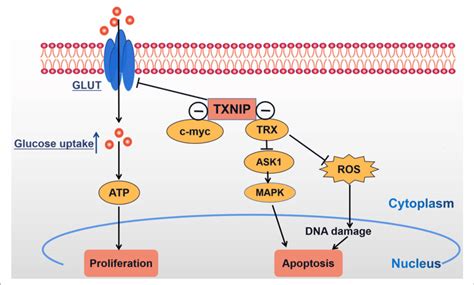 Txnip Acts As A Tumor Suppressor Gene Txnip Inhibits Tumor Cell